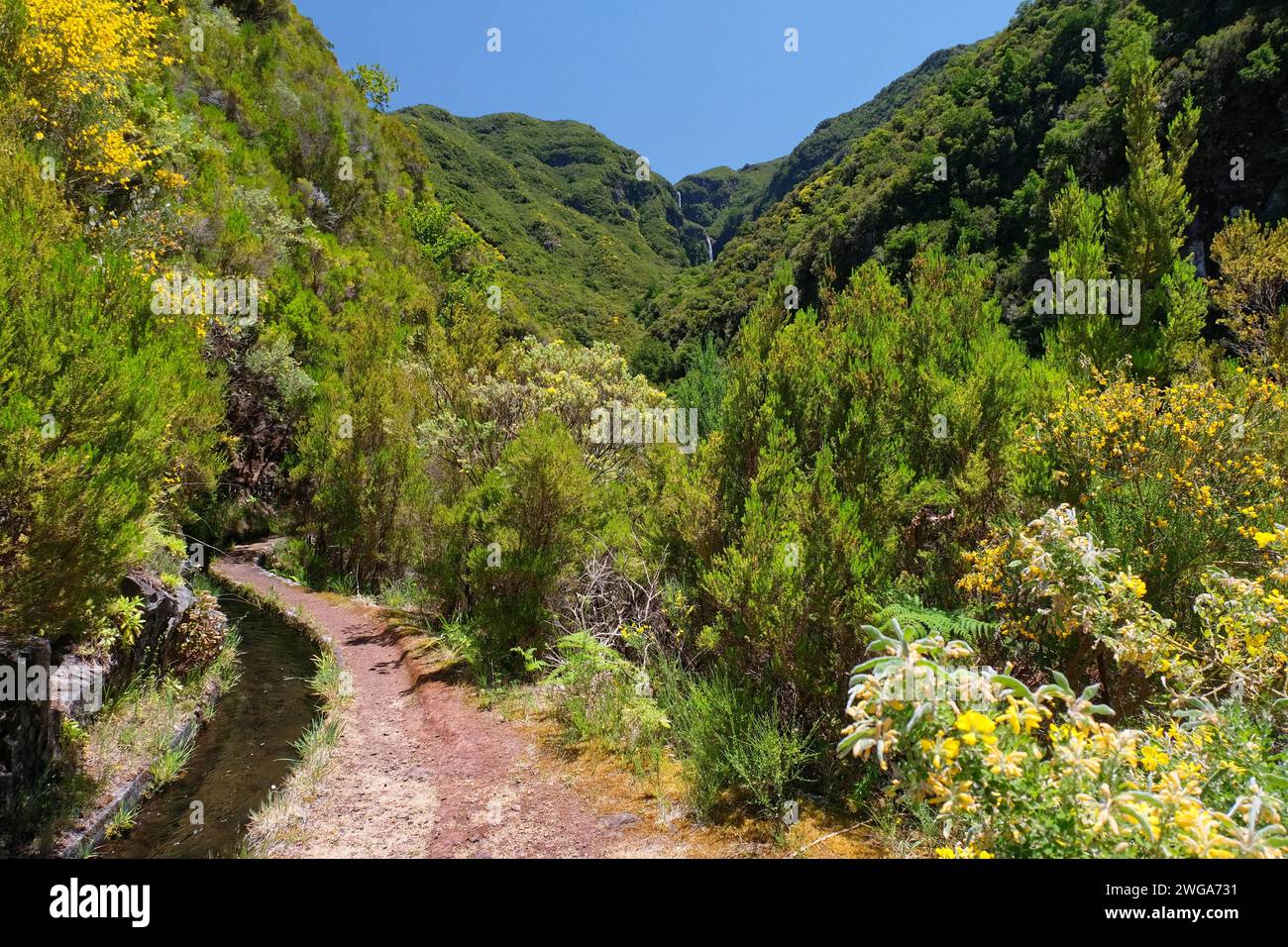 Irrigation canal, hiking trail, broom, heather, Levada Rocha Vermelha ...