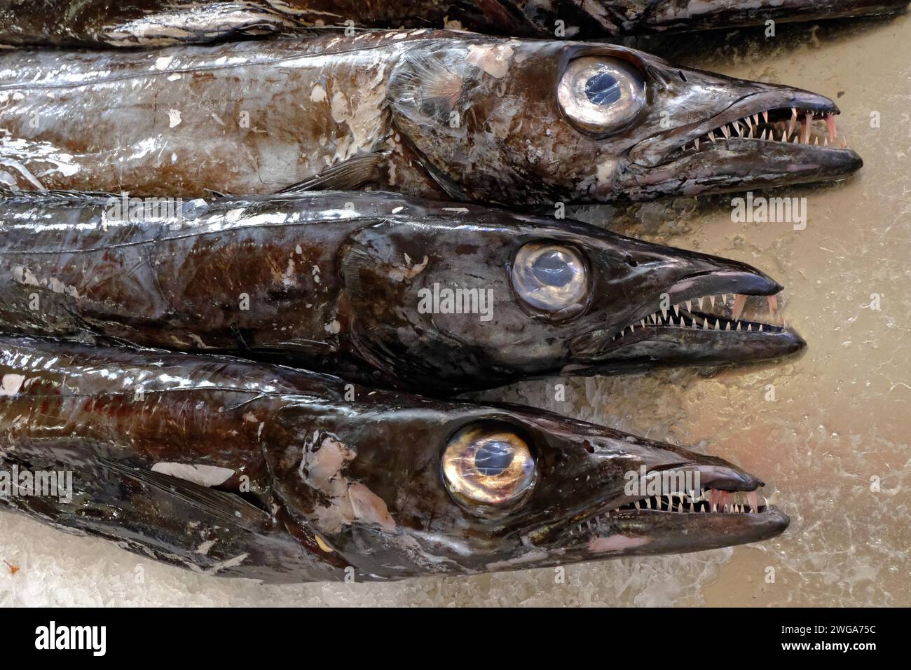 Black scabbardfish hi-res stock photography and images - Alamy