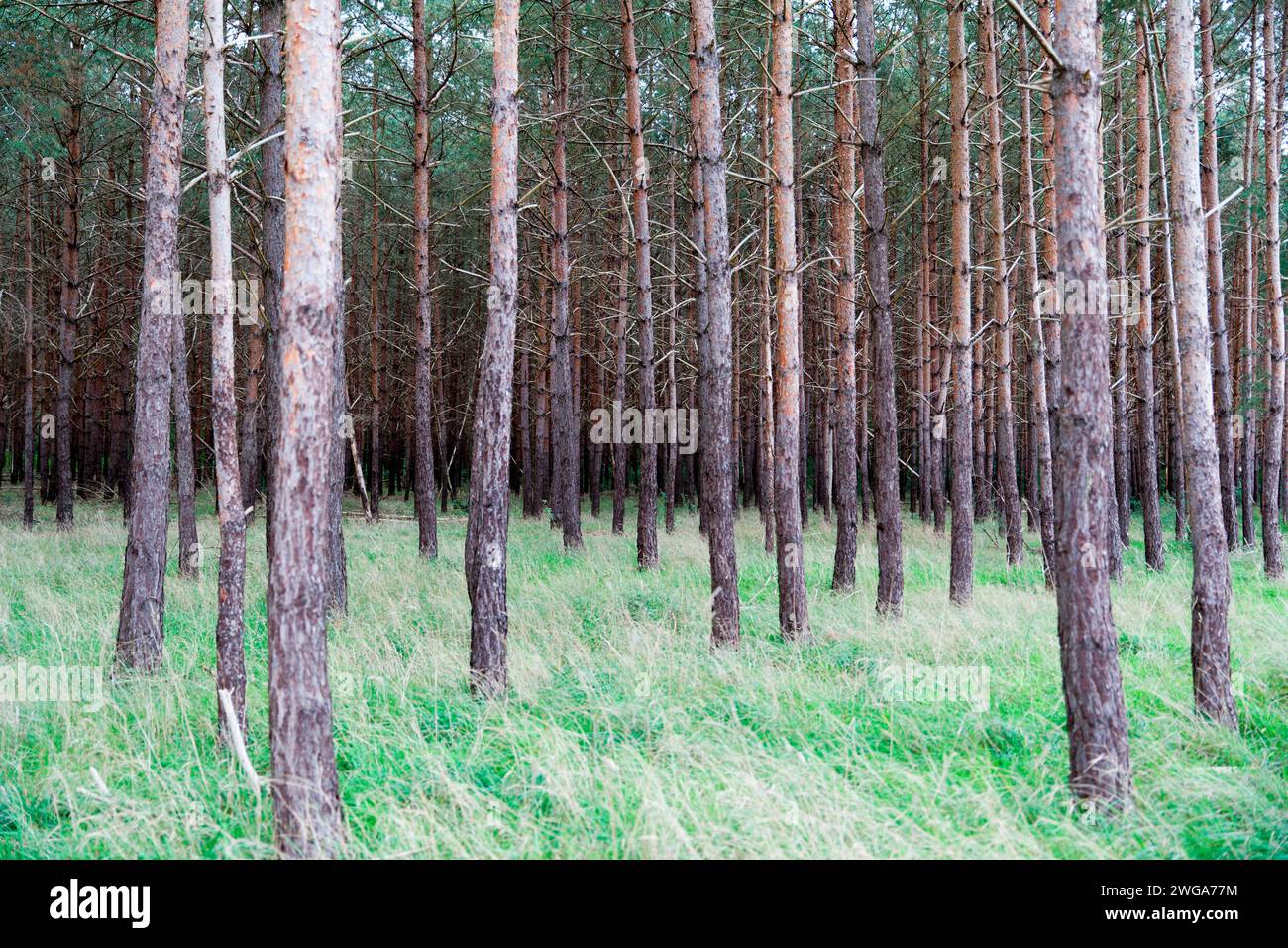 Dead trees, tree mortality, spruce trees, climate change, forest ...