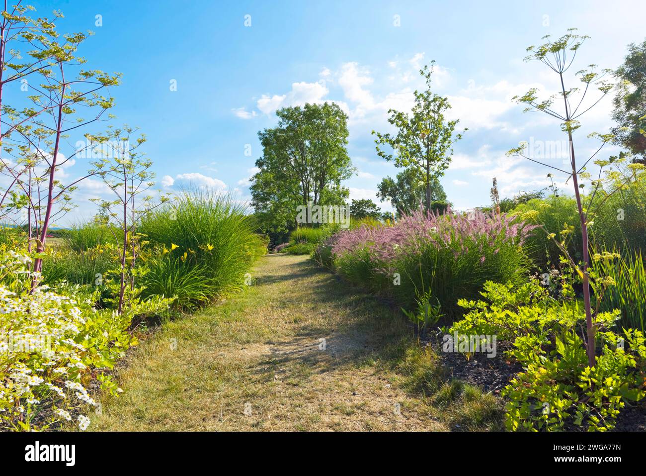 Path through a garden Stock Photo - Alamy