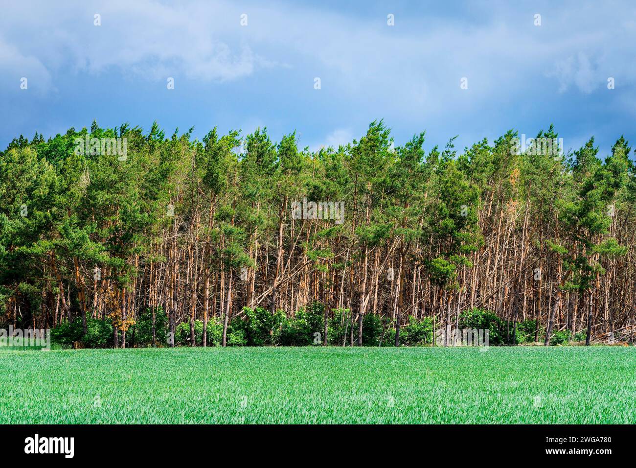 Forest dieback in the German forests Stock Photo - Alamy