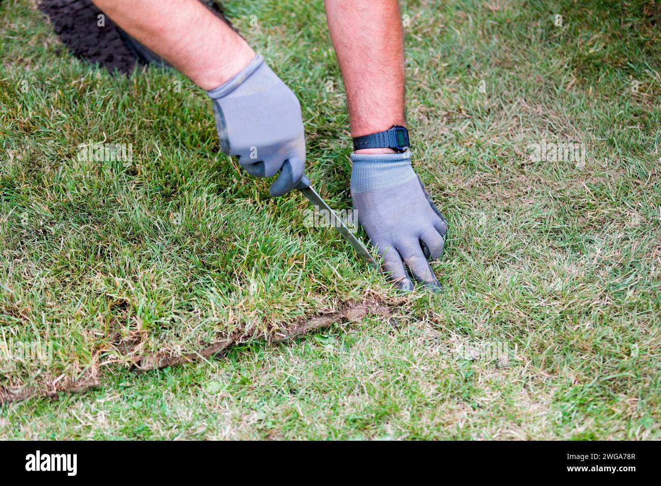 Cutting turf to size Stock Photo - Alamy