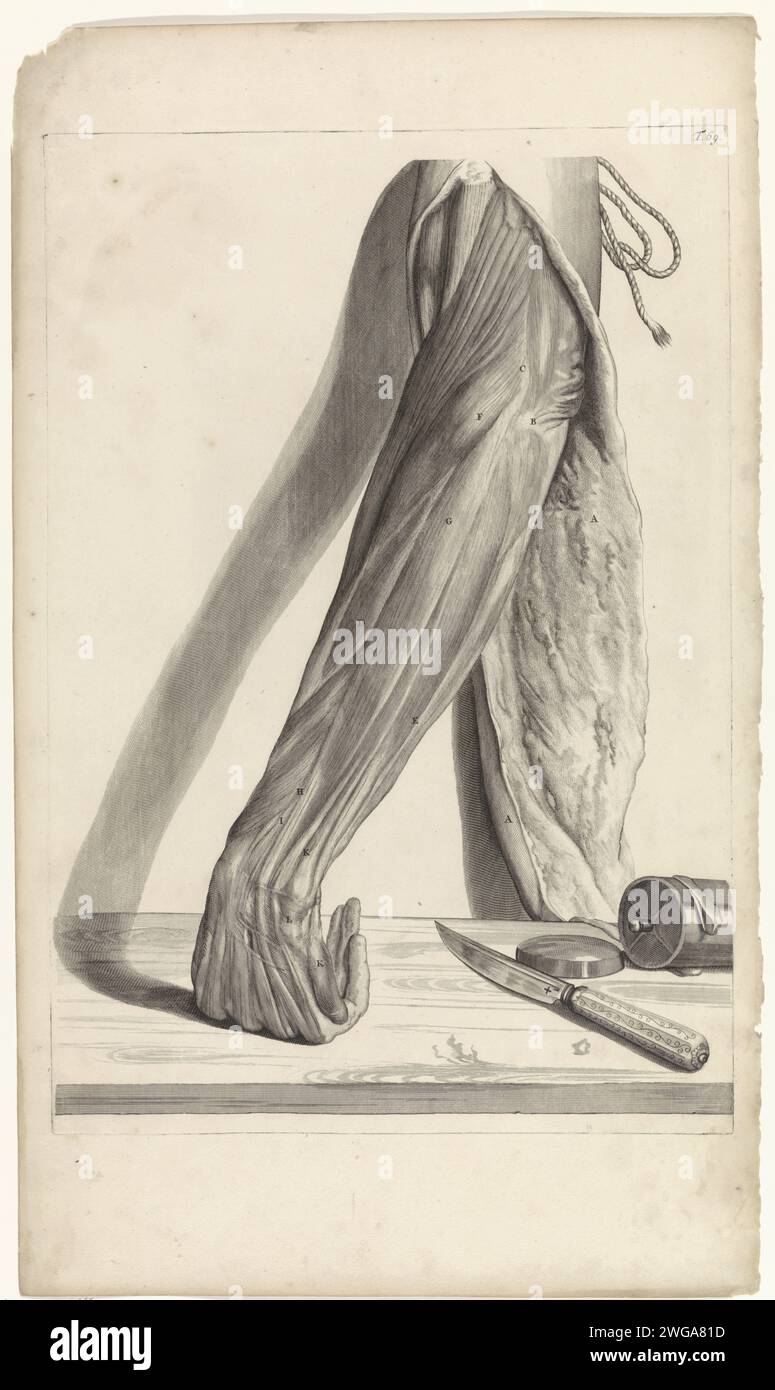 Anatomical study of a skinned left -handed lower arm, Pieter van Gunst ...