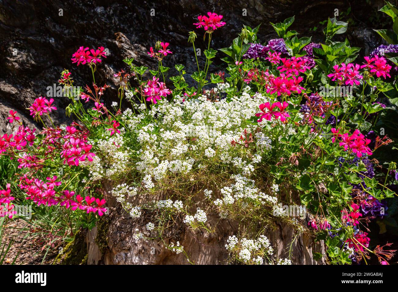 Colorful pink geraniums, white sweet alyssum and purple hydrangeas ...