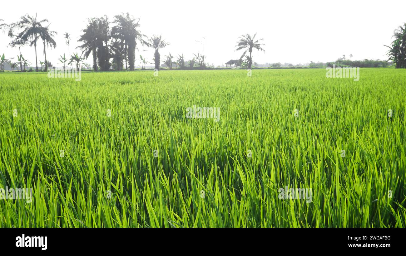 Rice fields that are still green during the day, rice plants being ...