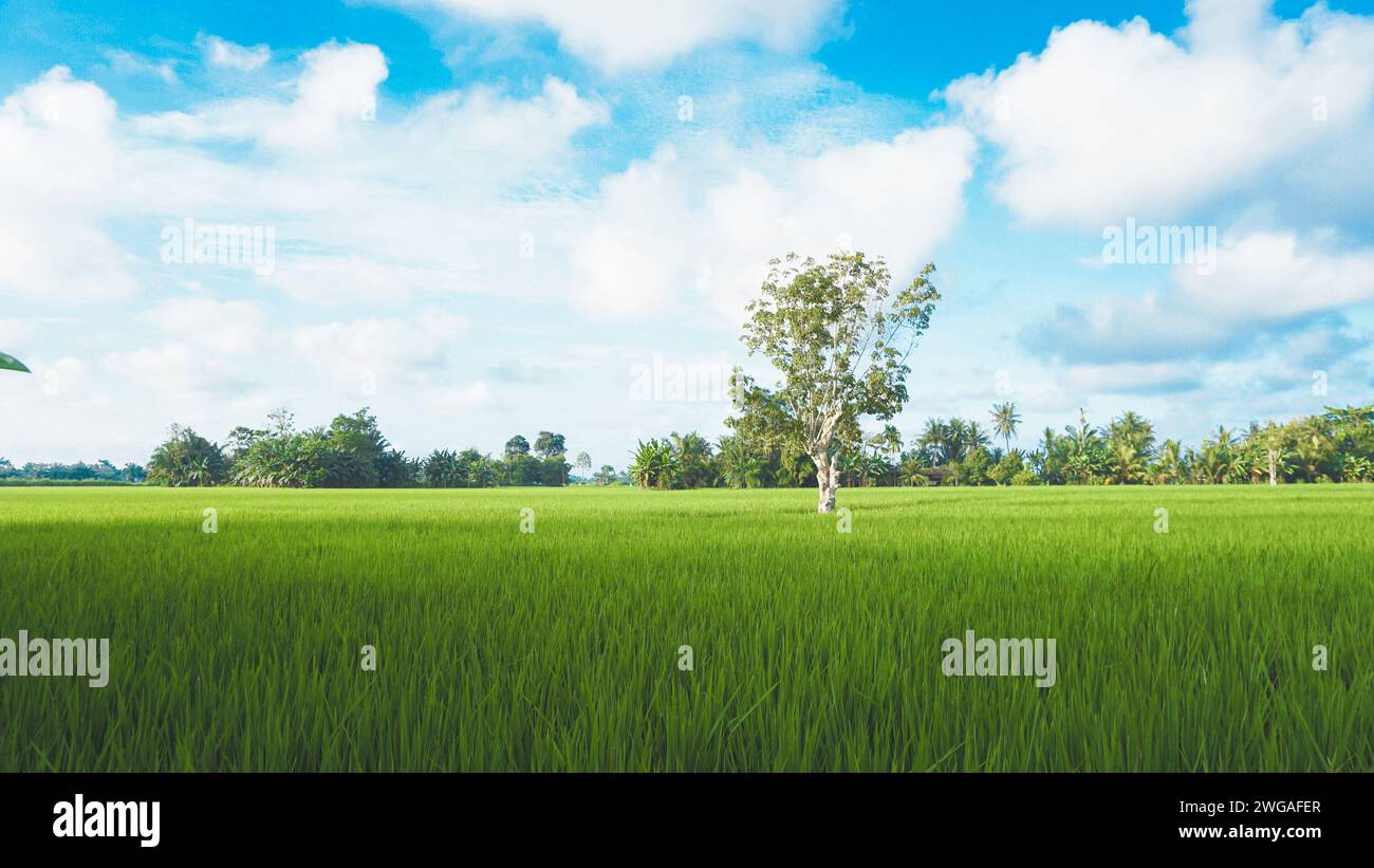 Rice fields that are still green during the day, rice plants being ...