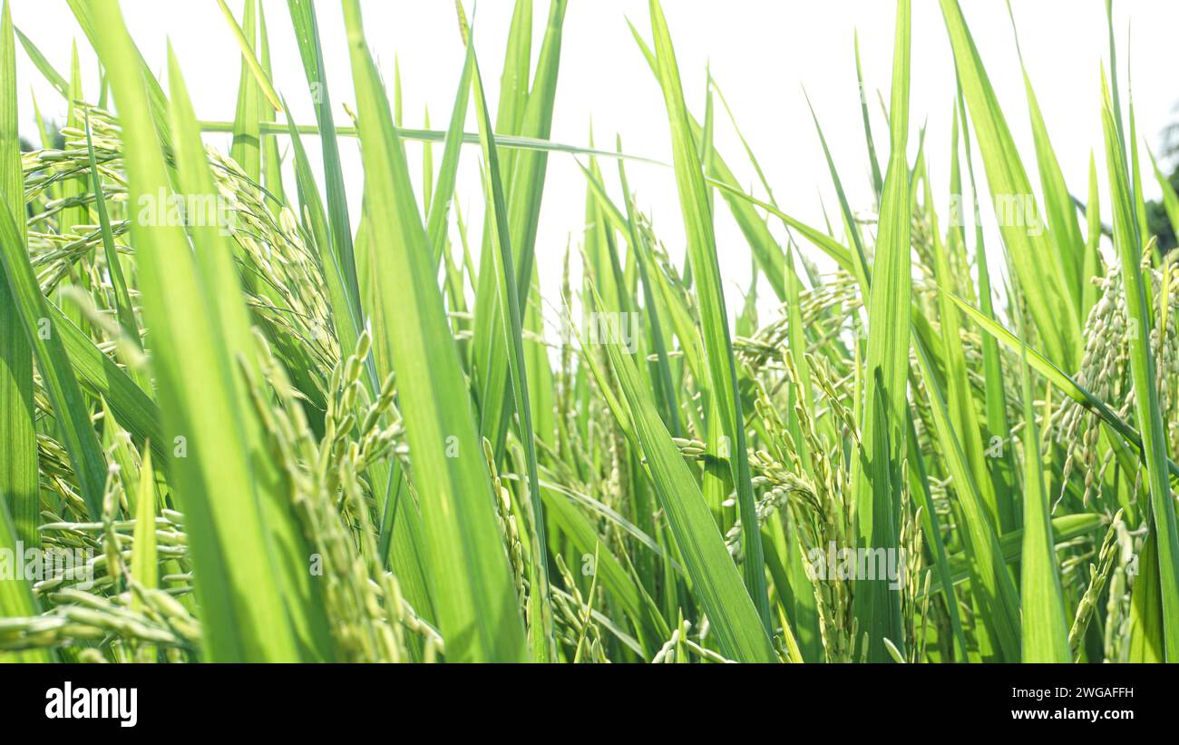 Rice fields that are still green during the day, rice plants being ...