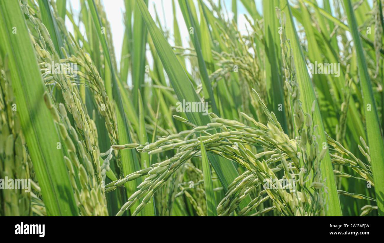 Rice fields that are still green during the day, rice plants being ...