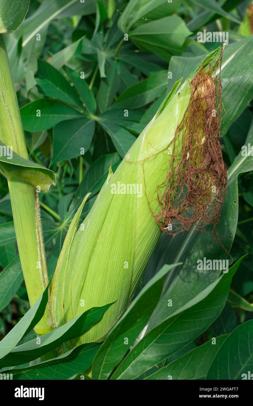 Growing cornfield hi-res stock photography and images - Alamy