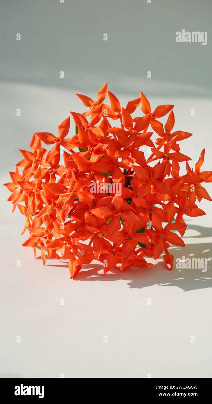 Beautiful red ixora species flowers hi-res stock photography and images ...