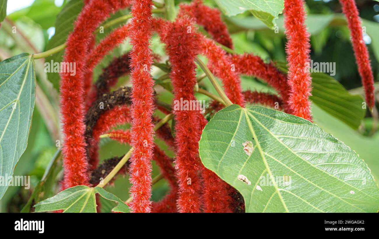 Acalypha hispida or red cat's tail plant that grows abundantly in ...