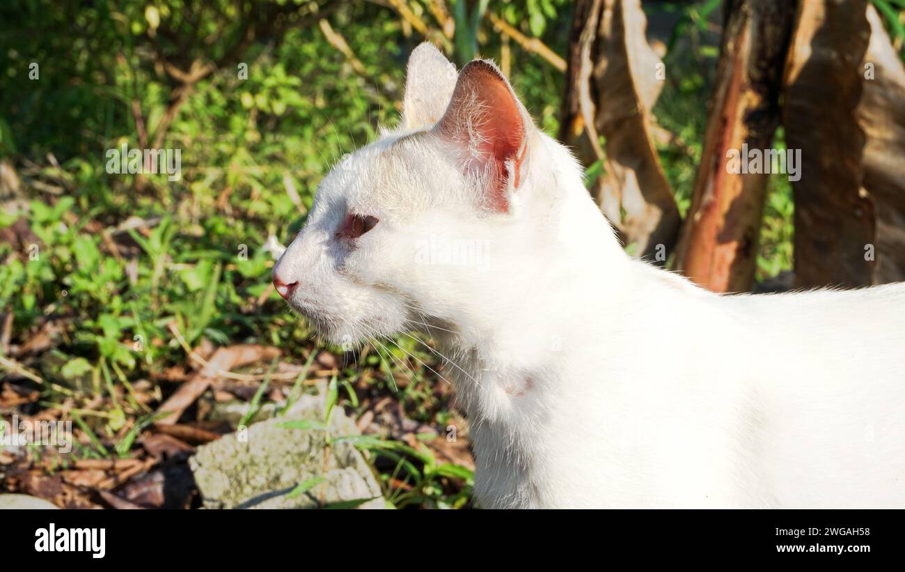 Expression of local Indonesian cats Stock Photo - Alamy