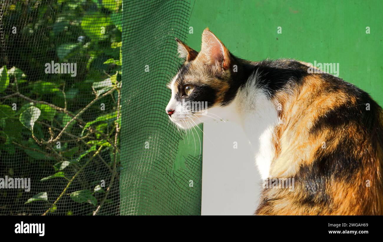 Expression of local Indonesian cats Stock Photo - Alamy