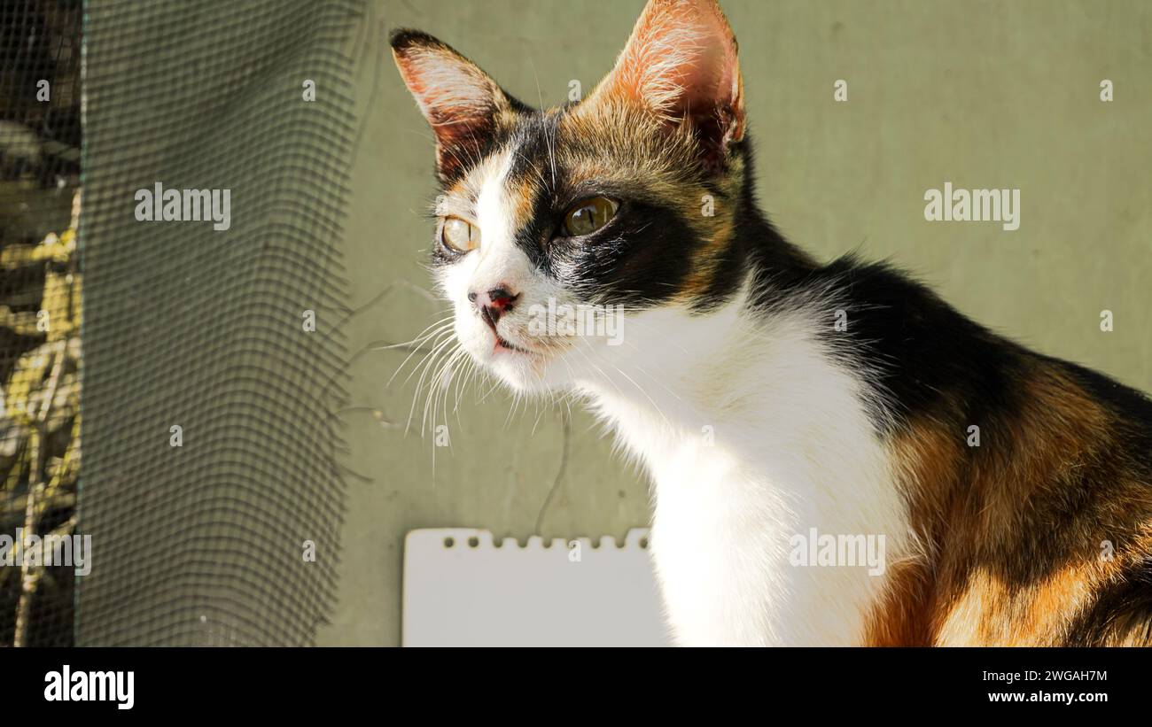 Expression of local Indonesian cats Stock Photo - Alamy