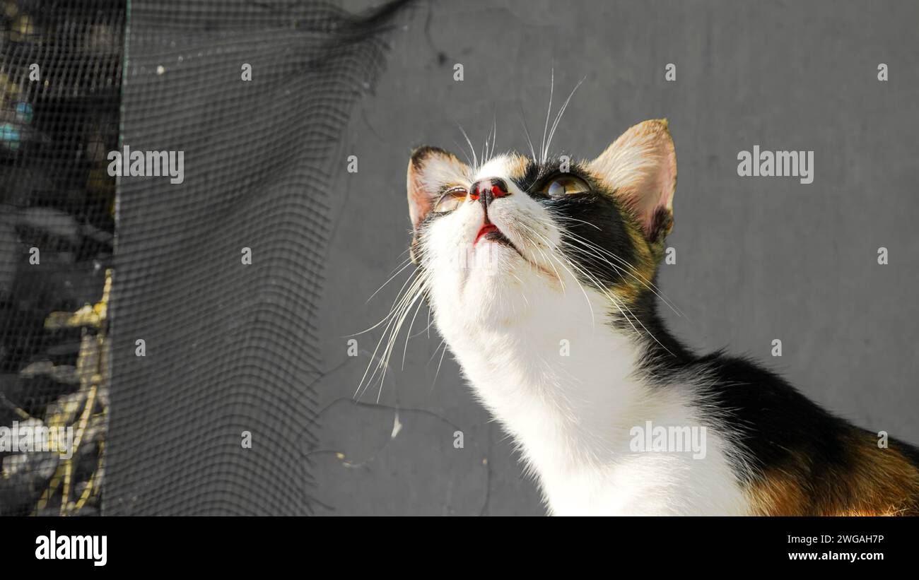 Indonesian domestic cat hi-res stock photography and images - Alamy