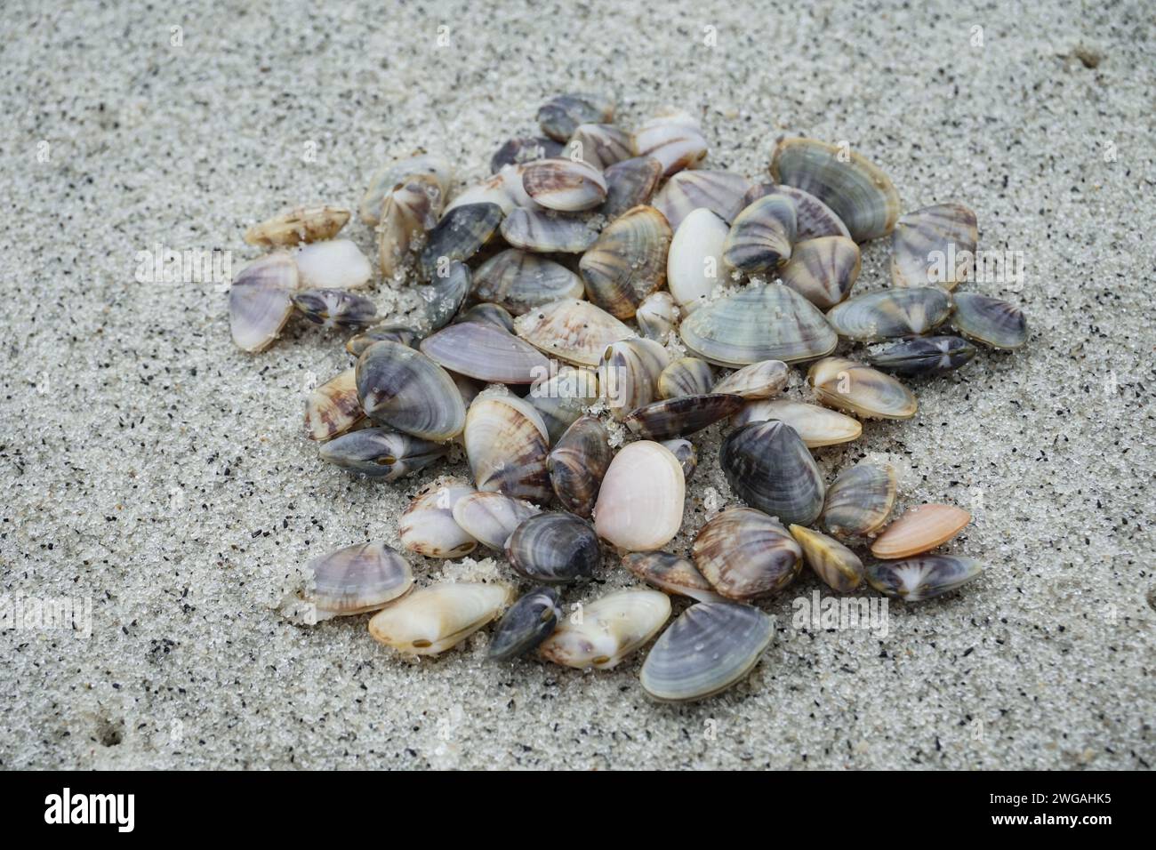 Small mussels are sea animals with shells on the beach sand Stock Photo ...