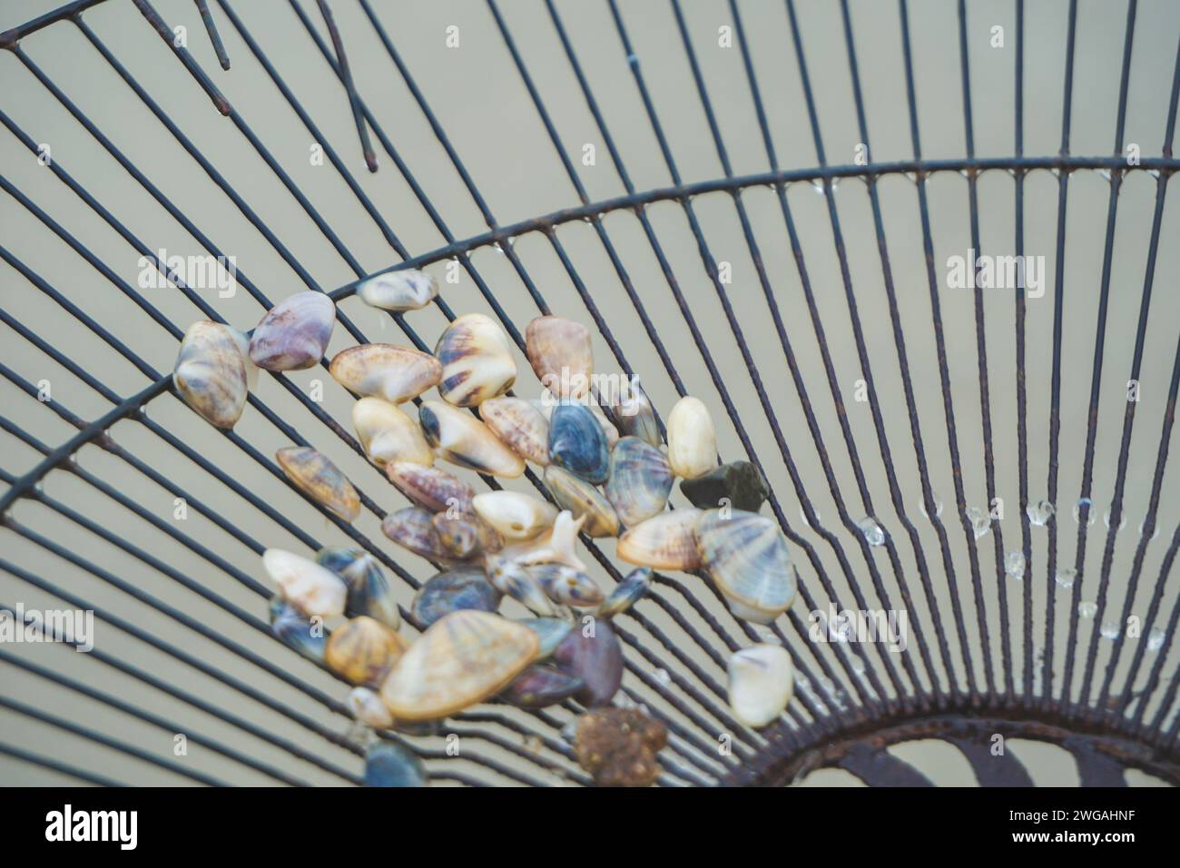 Small mussels are sea animals with shells on the beach sand Stock Photo ...