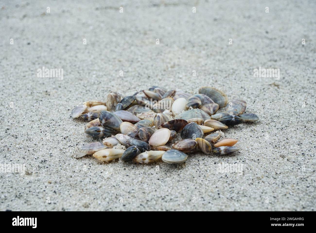 Small mussels are sea animals with shells on the beach sand Stock Photo ...