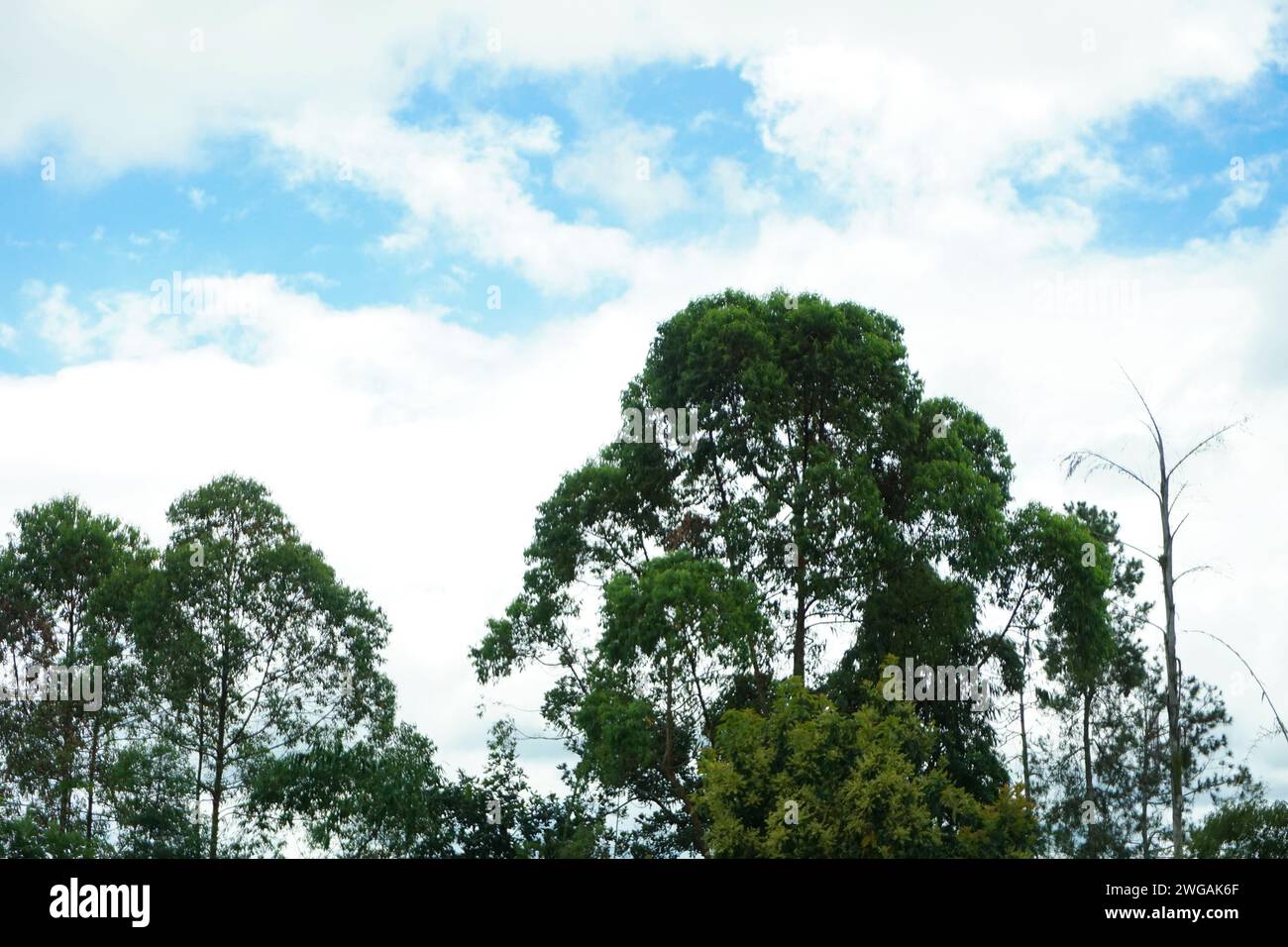 Lush trees in Indonesia's natural tropical rainforest Stock Photo - Alamy