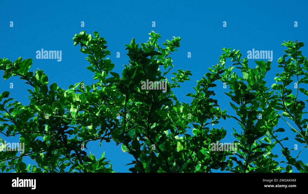 Kaffir lime trees and their thick, lush leaves against the clear sky in ...