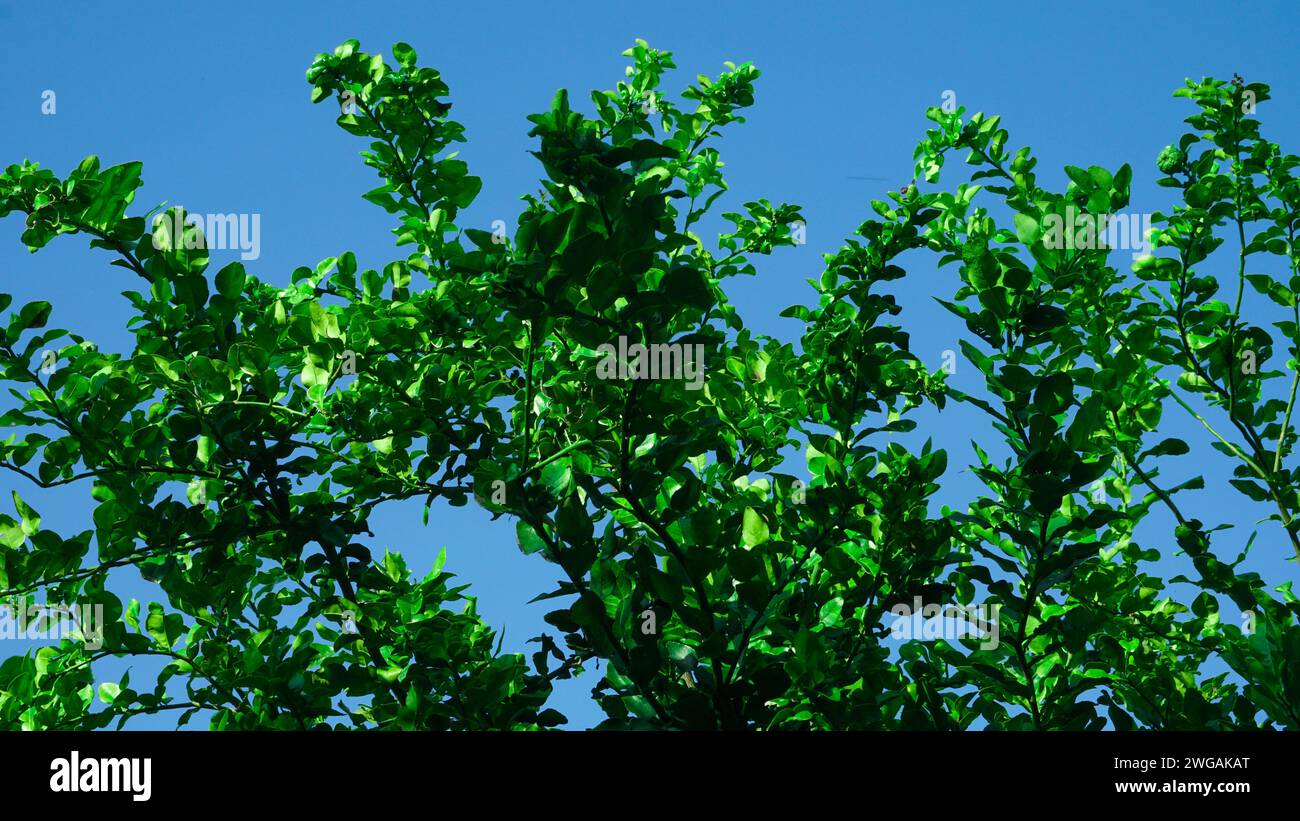 Kaffir lime trees and their thick, lush leaves against the clear sky in ...