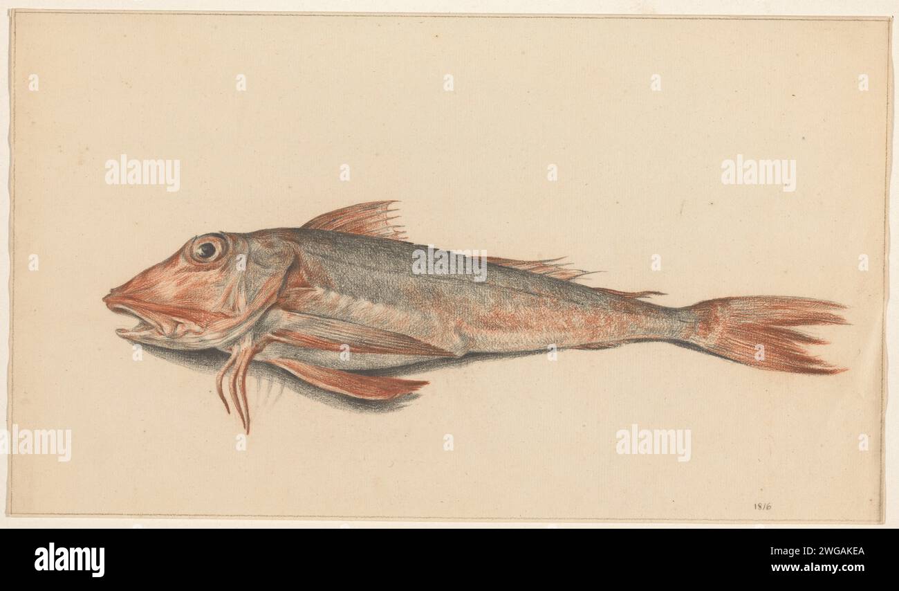 Vis, Jean Bernard, 1816 drawing paper. chalk bony fishes Stock Photo ...