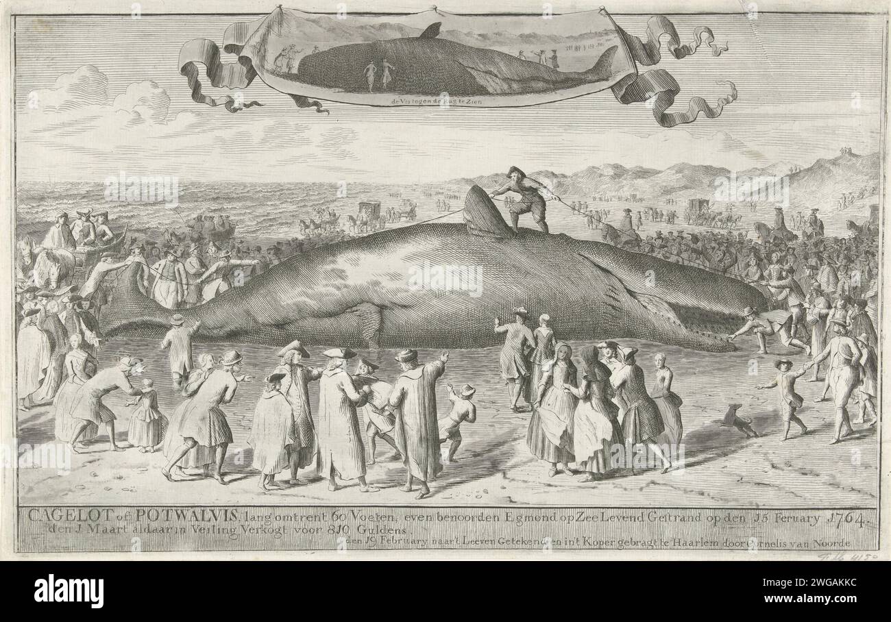 Potfish stranded near Egmond aan Zee, 1764, 1764 print A sperm whale ...