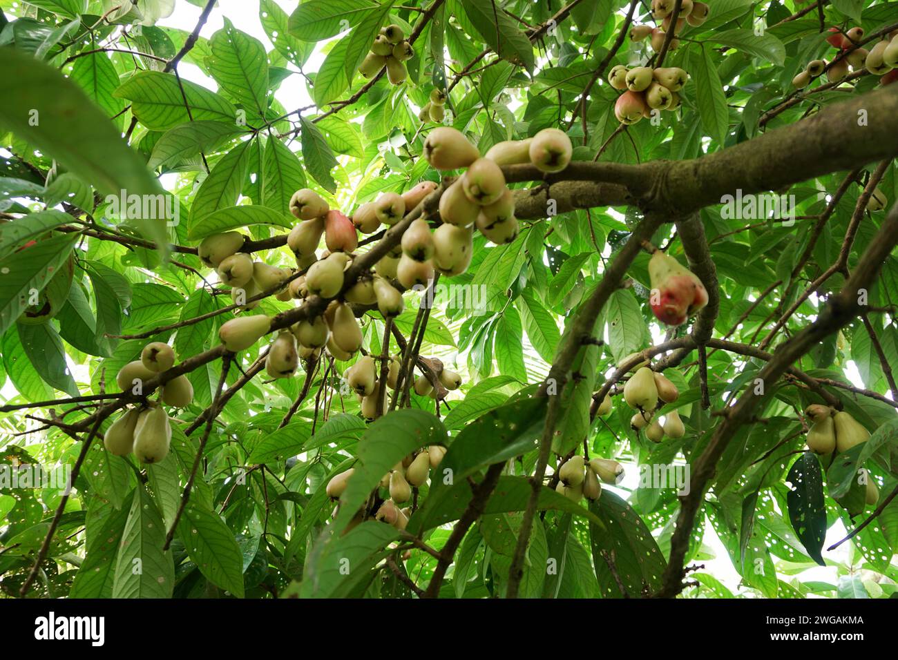 Jamaican guava fruit still on the tree Stock Photo - Alamy