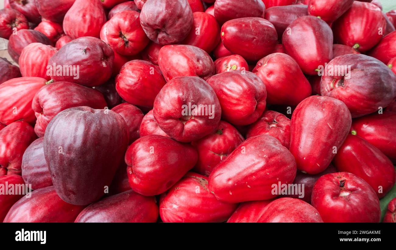 Fresh red Jamaican guava fruit that has just been harvested Stock Photo ...