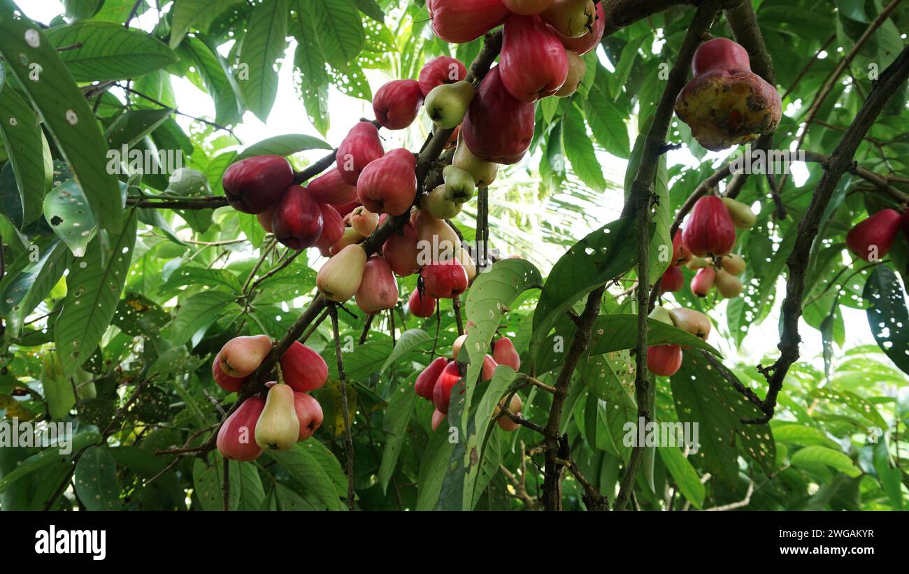 Jamaican guava fruit still on the tree Stock Photo - Alamy