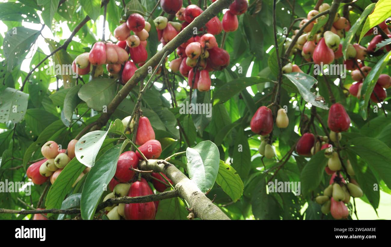Jamaican guava fruit still on the tree Stock Photo - Alamy
