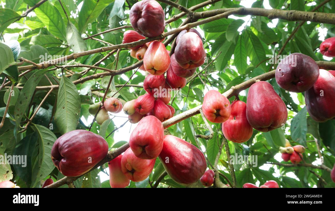 Jamaican guava fruit still on the tree Stock Photo - Alamy