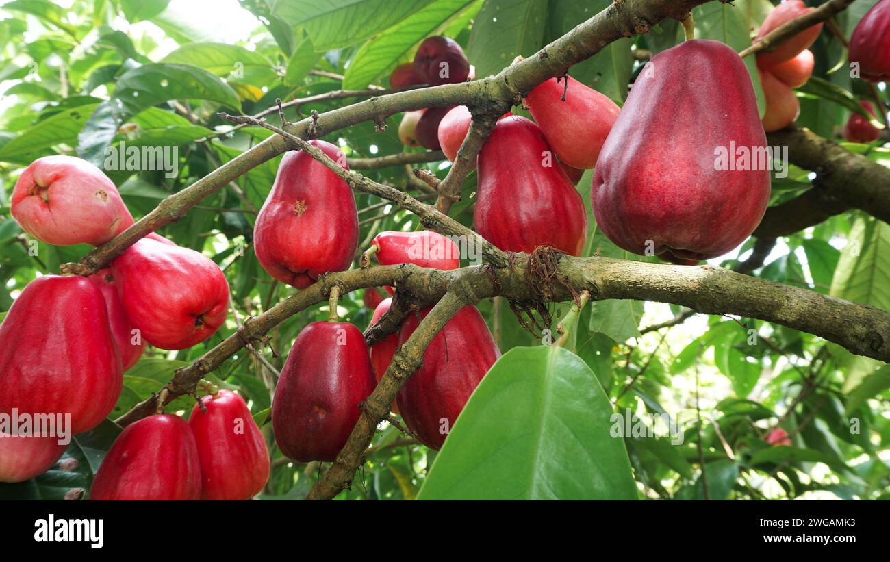Jamaican guava fruit still on the tree Stock Photo - Alamy
