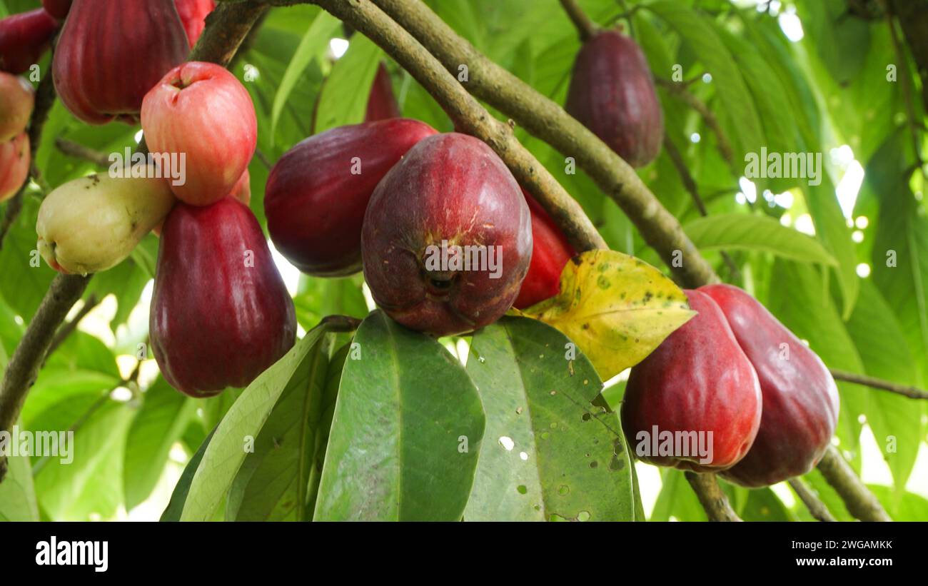 Arvore Jambul Green Wax Jambu (Syzygium Samarangense ) Fruit Tree 12"