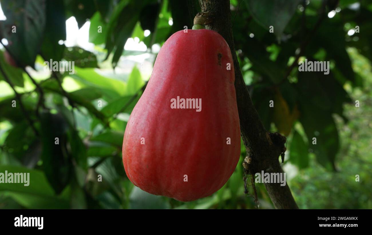 Jamaican guava fruit still on the tree Stock Photo - Alamy