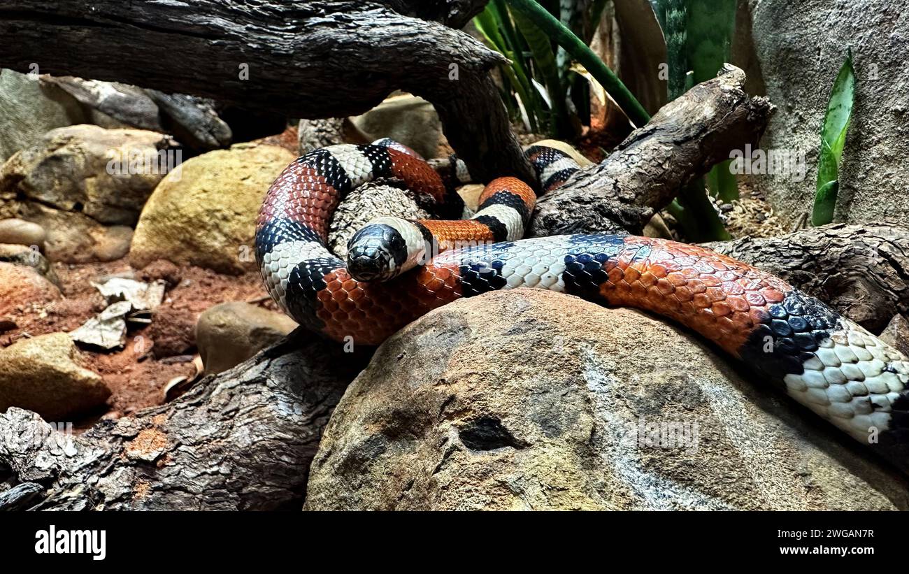 Zoo snake hi-res stock photography and images - Alamy
