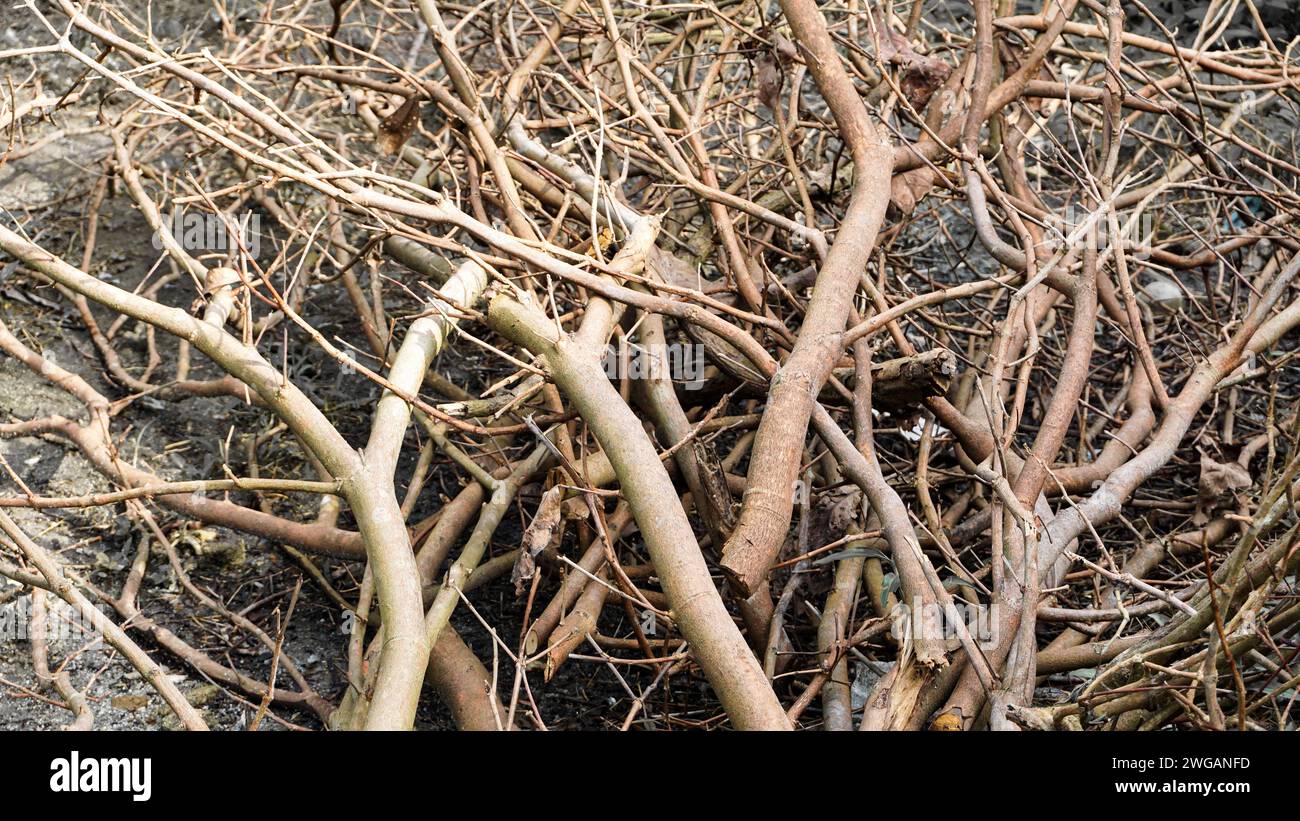 Photo of dry twigs that have separated from their leaves Stock Photo ...