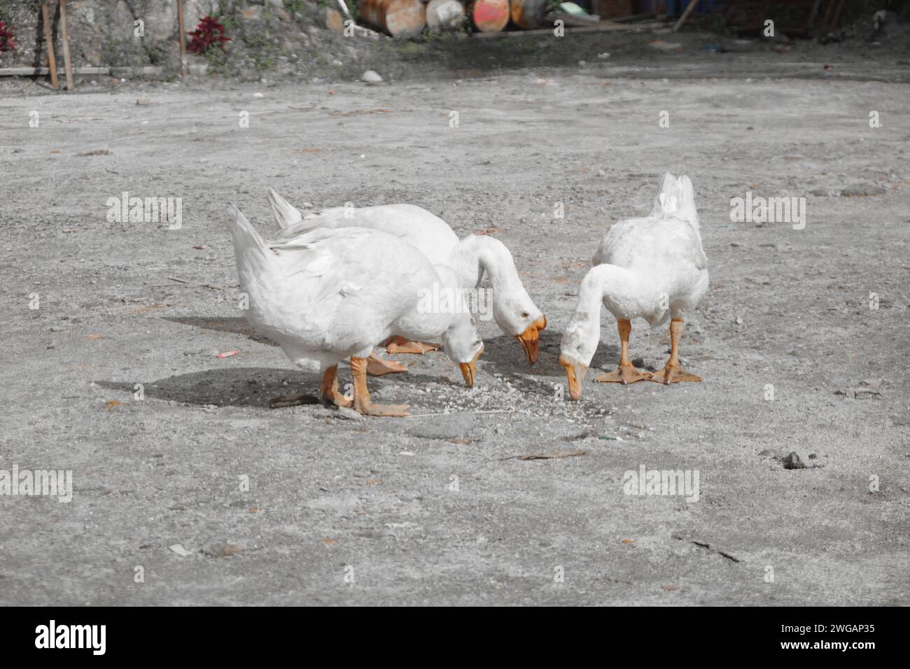 White birds on agricultural field hi-res stock photography and images ...
