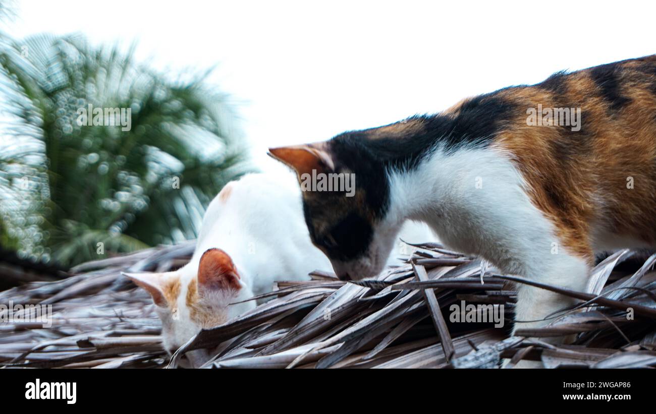 Local pet cat hi-res stock photography and images - Alamy