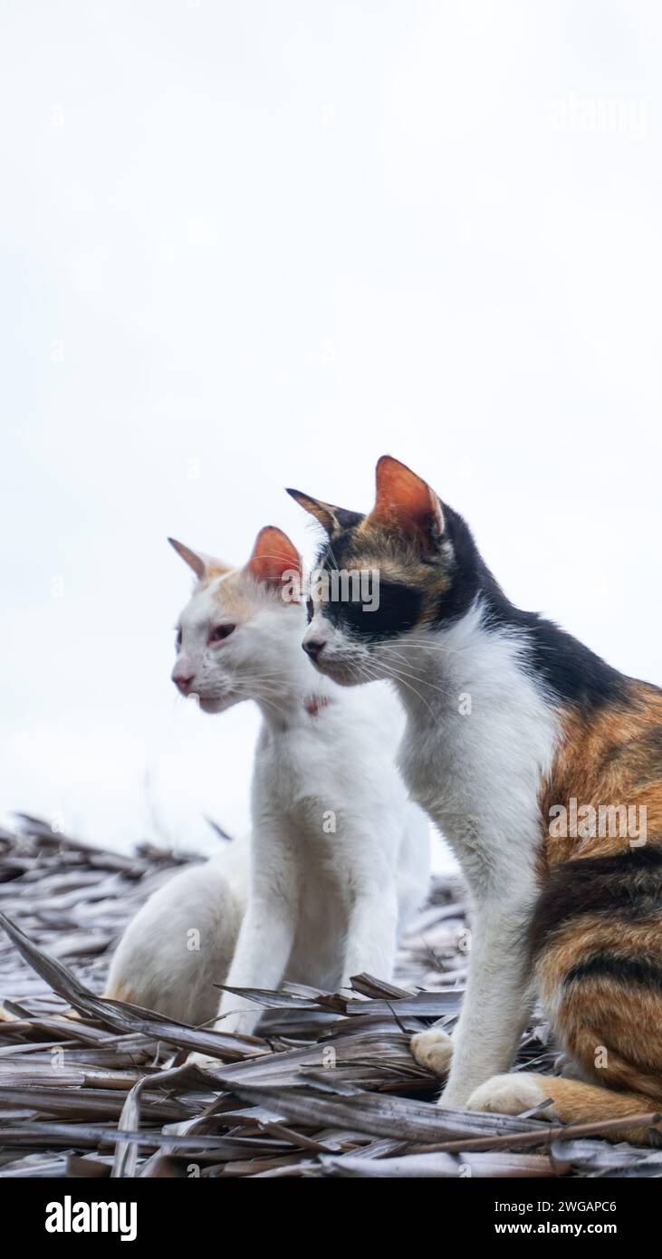 Local cat walking on a traditional roof made of sago leaves Stock Photo ...