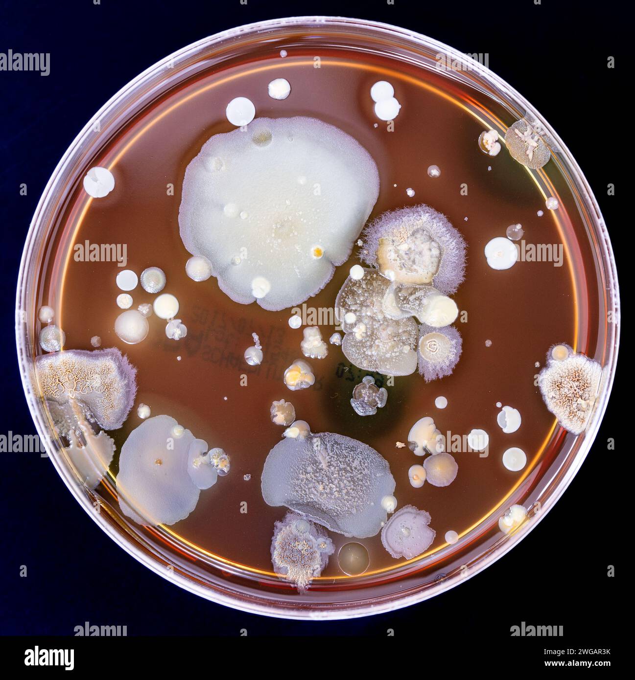 colonies of bacteria and microorganisms on the surface of agar and wind ...