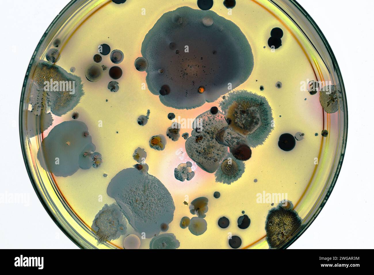 colonies of bacteria and microorganisms on the surface of agar and wind ...