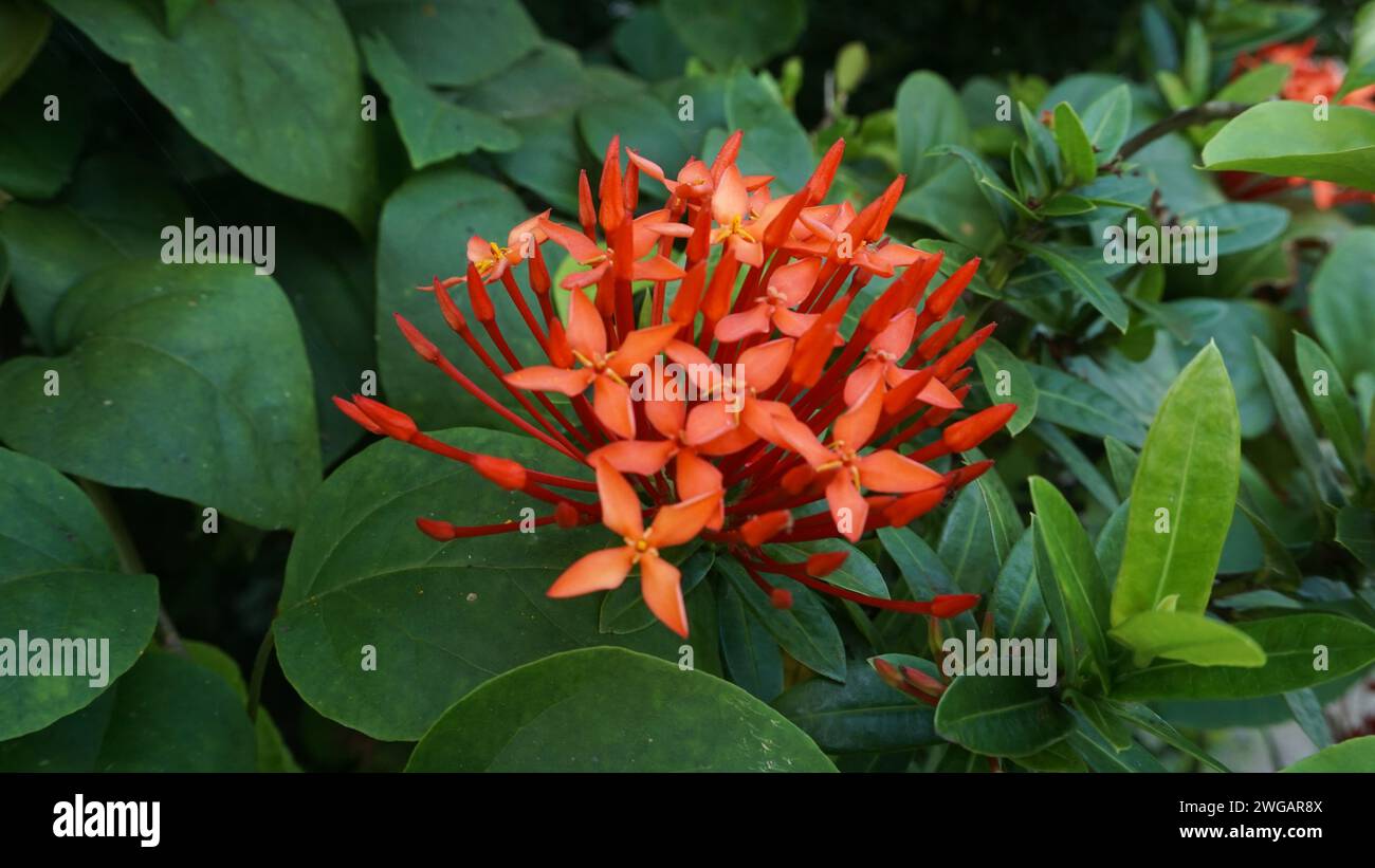 Blush red ashoka flowers or saraca asoka isolated on white background ...