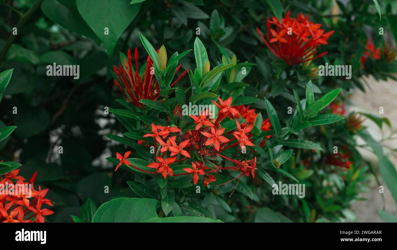 Blush red ashoka flowers or saraca asoka isolated on white background ...