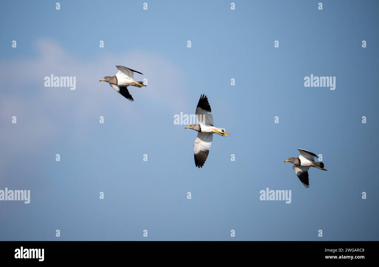 A flock of birds soaring through the daytime sky Stock Photo - Alamy