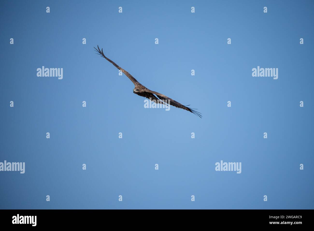 An eagle soaring through a blue sky Stock Photo - Alamy