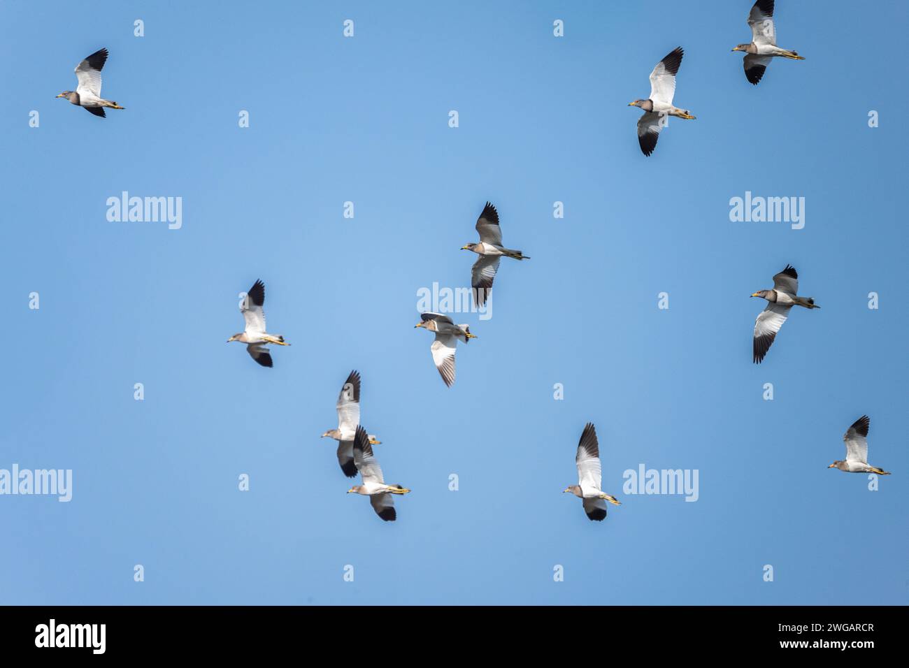 A flock of seven birds soaring in unison Stock Photo - Alamy