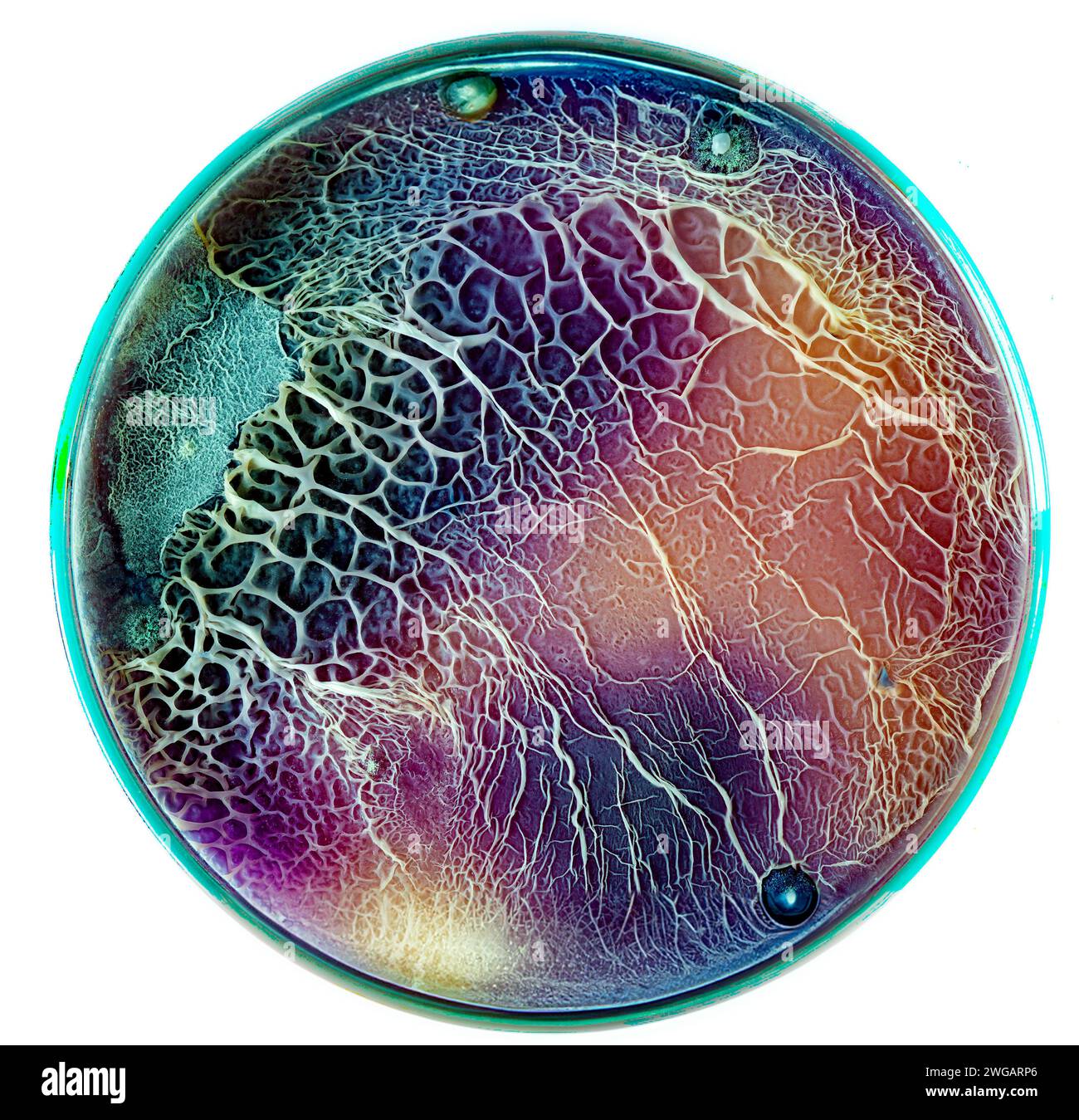 Petri dish with colonies of microorganisms on bacterial film Stock ...
