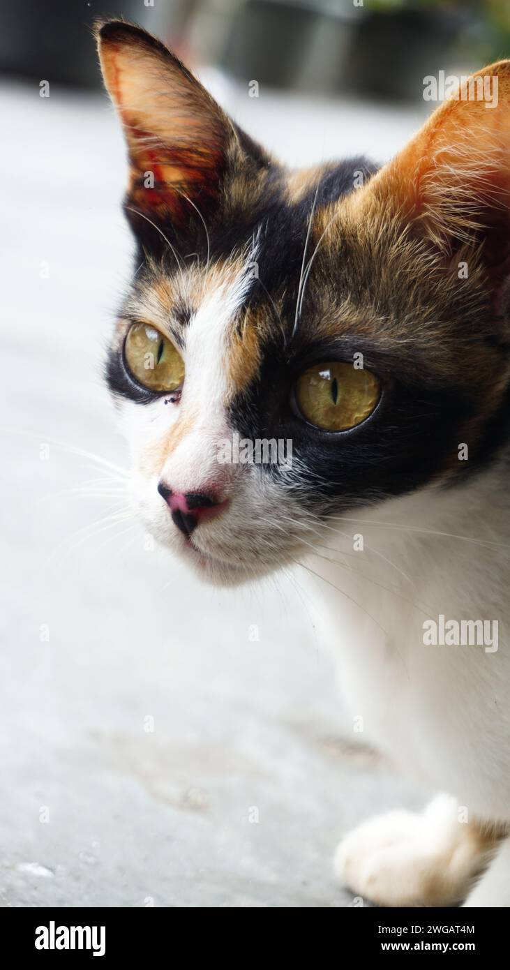 Expression of local Indonesian cats Stock Photo - Alamy