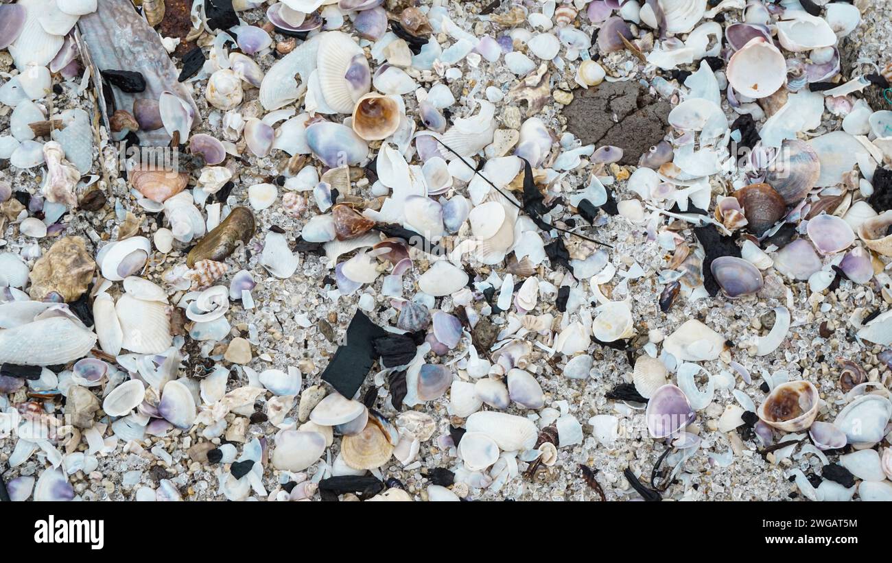 Clam shells or mussel shells on the beach sand Stock Photo - Alamy